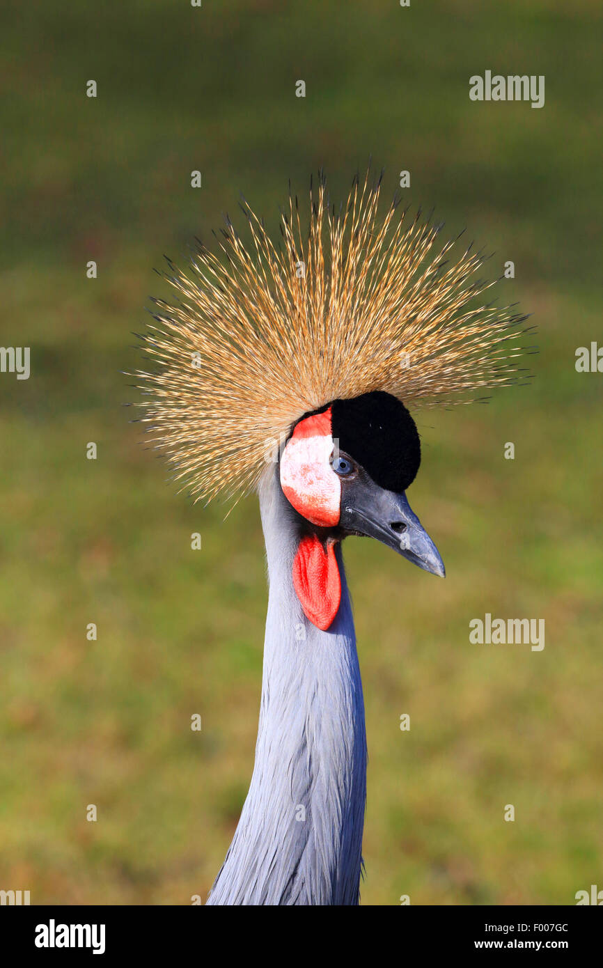 South African crowned crane, Grey crowned crane (Balearica regulorum ...