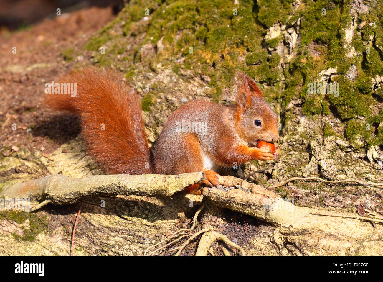 European red squirrel, Eurasian red squirrel (Sciurus vulgaris), with ...