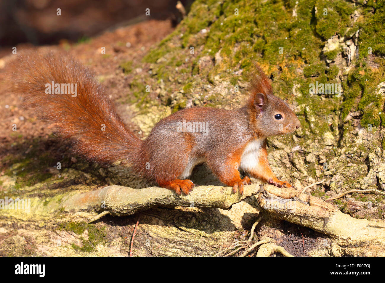 European red squirrel, Eurasian red squirrel (Sciurus vulgaris), at a ...