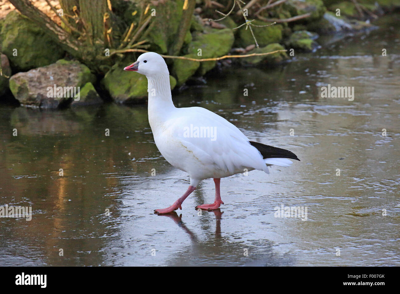 Ross's goose (Anser rossi, Chen rossi), in winter Stock Photo - Alamy