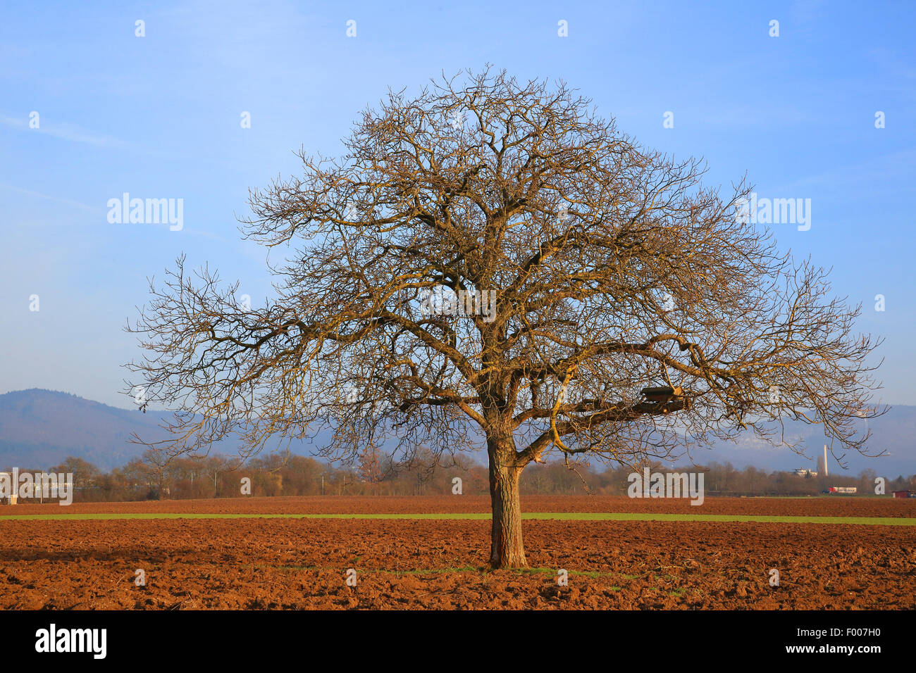 walnut (Juglans regia), walnut tree in winter, Germany Stock Photo - Alamy