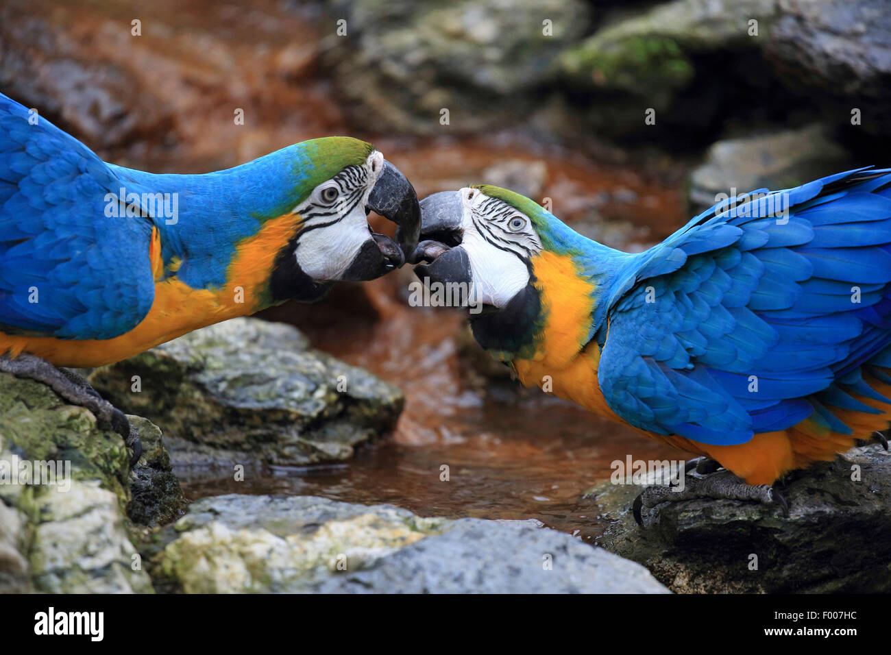 Male And Female Macaw High Resolution Stock Photography and Images - Alamy
