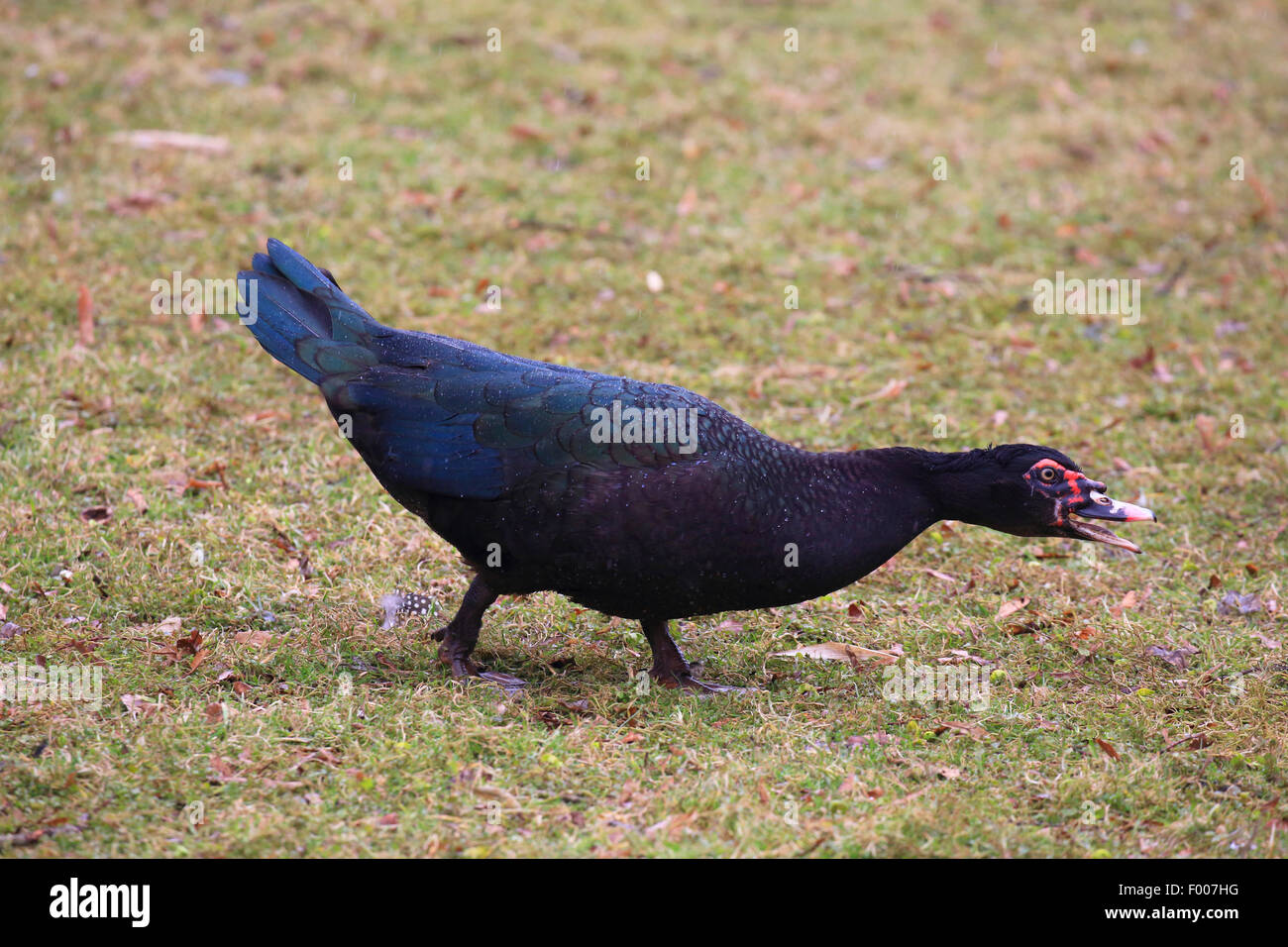 muscovy duck (Cairina moschata), threatening Stock Photo - Alamy