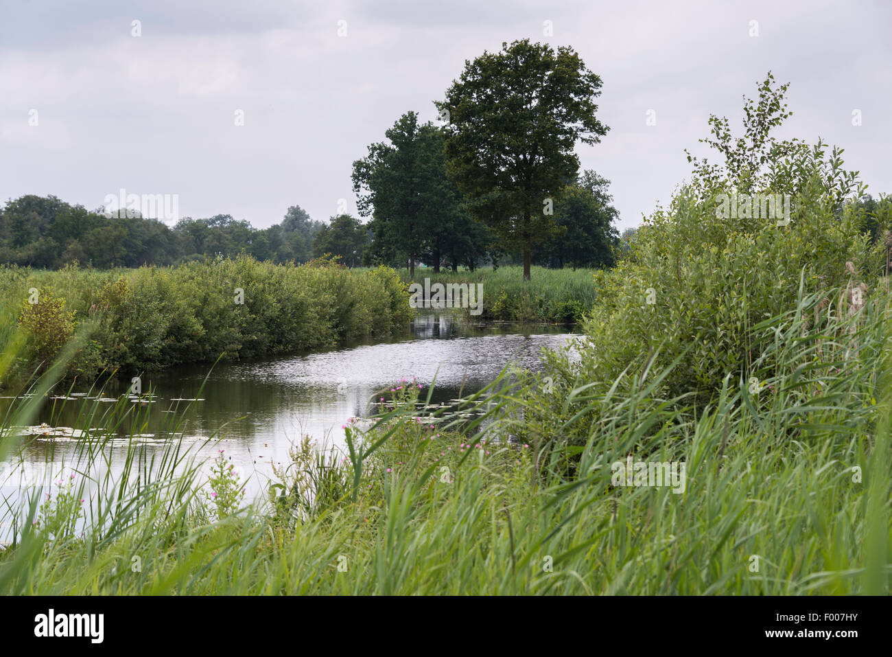 small river and green landscape in holland nature Stock Photo - Alamy
