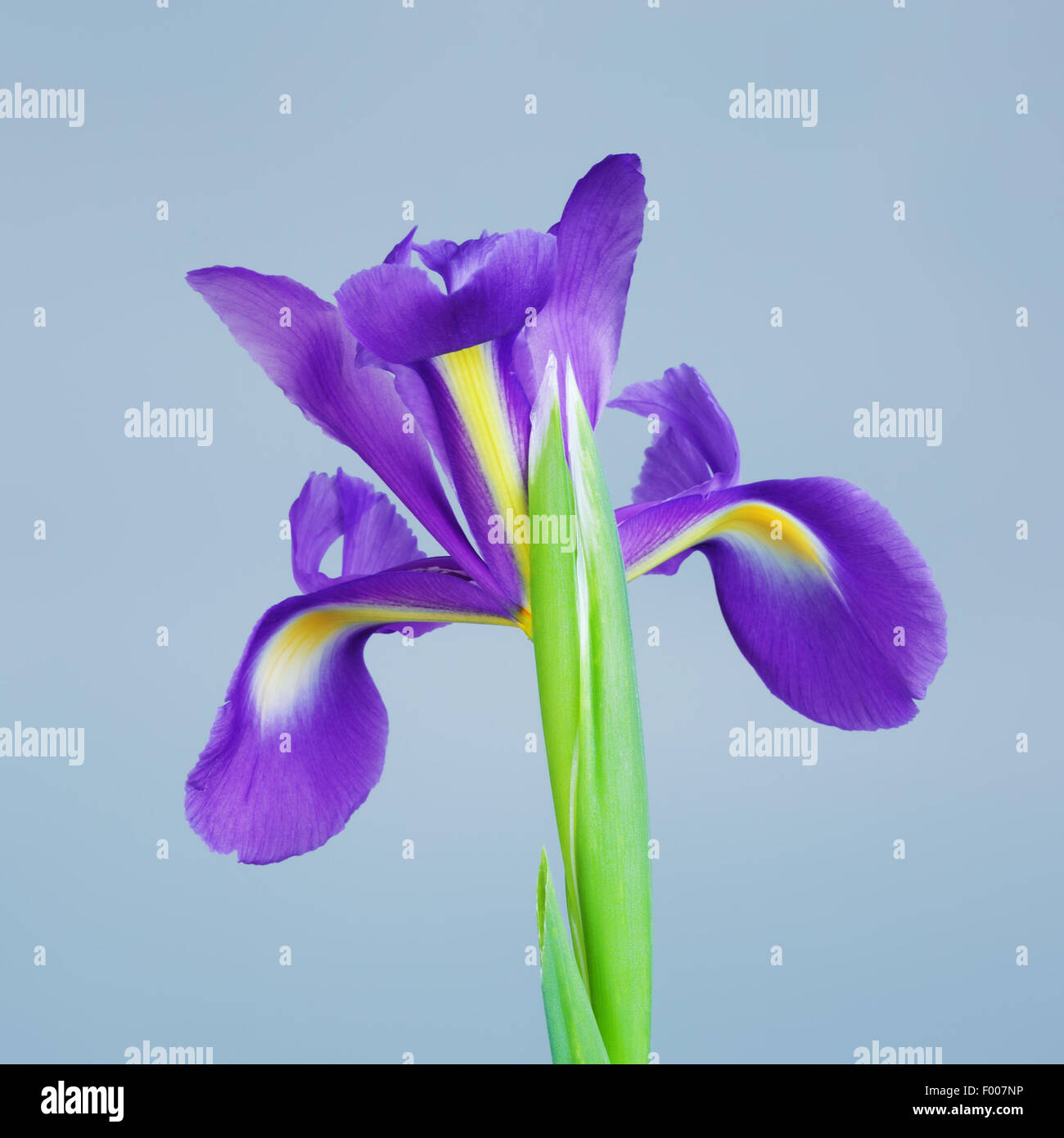 beautiful purple flower iris, on gray background Stock Photo - Alamy