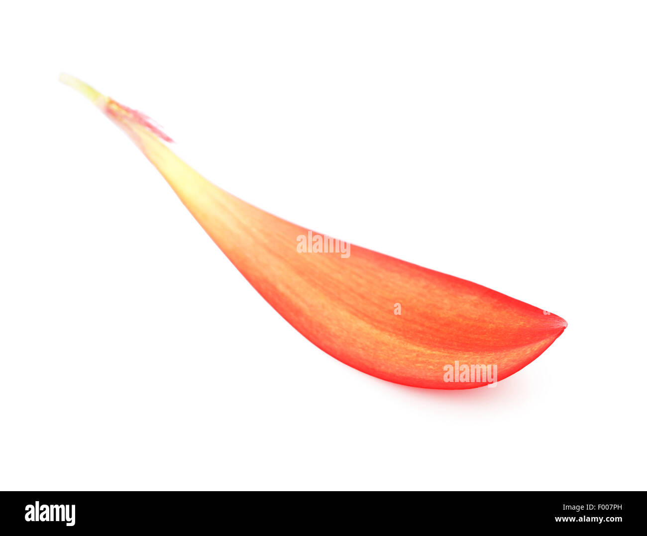 Macro shot red blossom Cut Out Stock Images & Pictures - Alamy