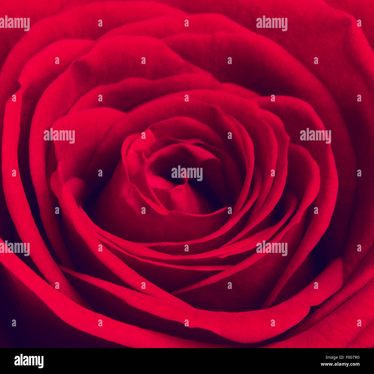 Closeup flower rose hi-res stock photography and images - Alamy