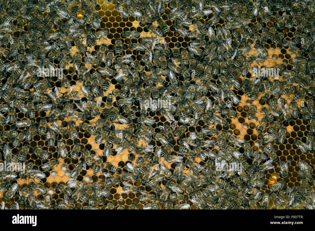 Bienenbeuten hi-res stock photography and images - Alamy