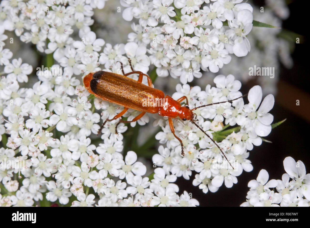 common red soldier beetle bloodsucker beetle hogweed bonking beetle ...