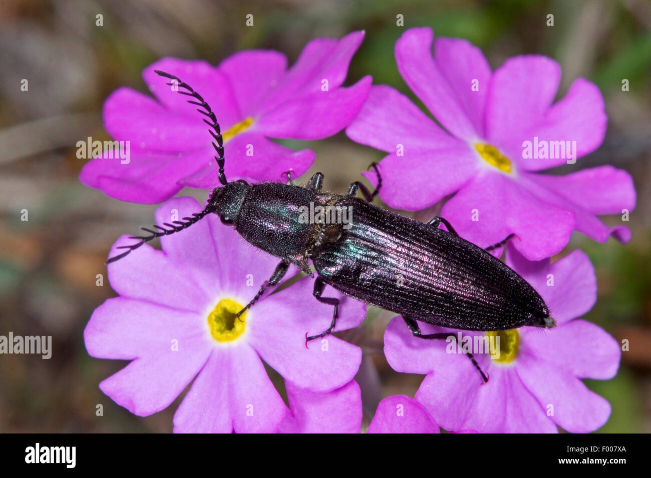 Violet click beetle hi-res stock photography and images - Alamy