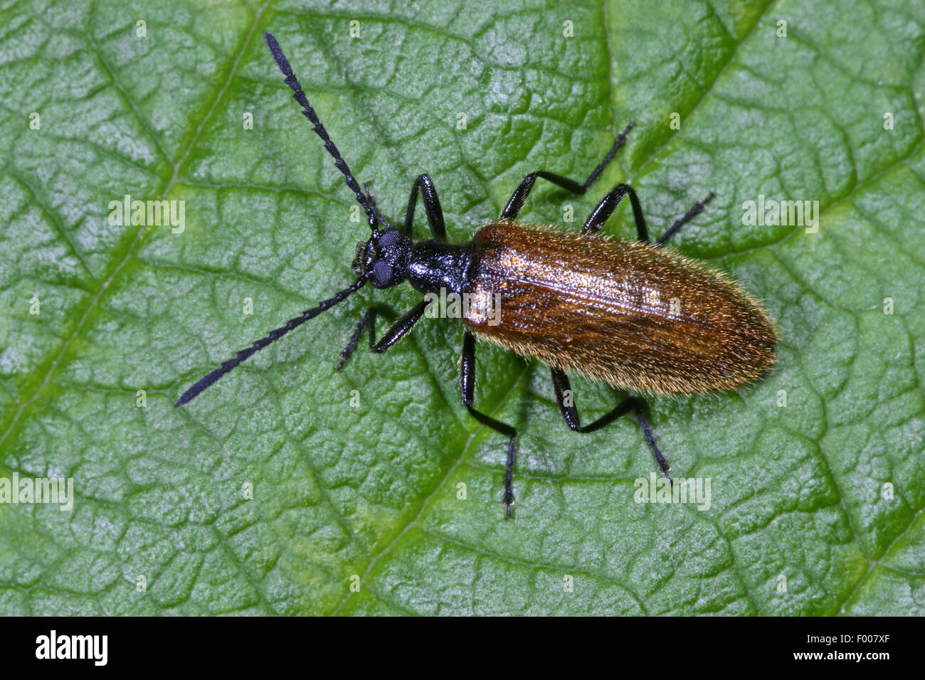 Darkling Beetle (Lagria hirta), on a leaf, Germany Stock Photo - Alamy