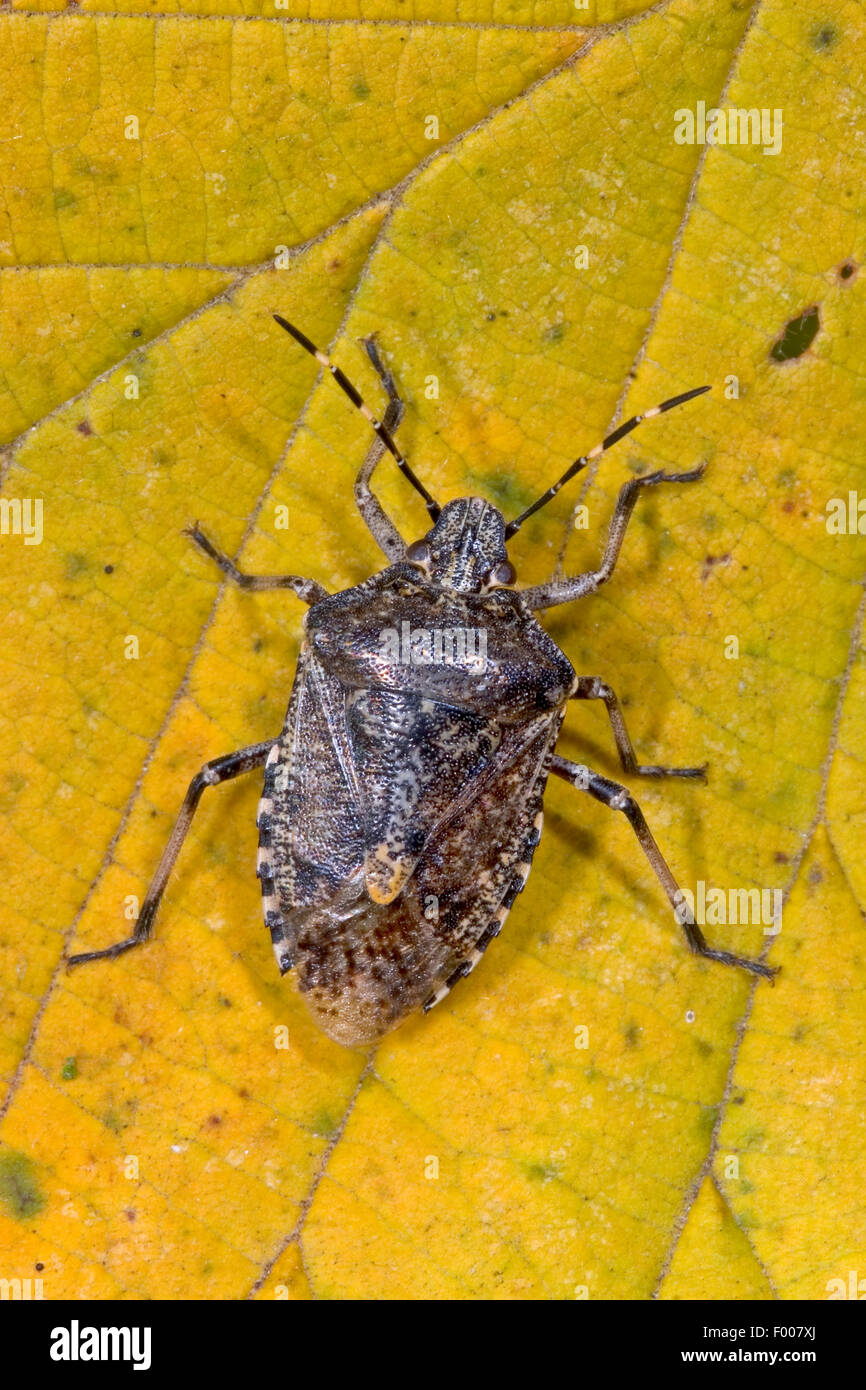 Stink bug, Shield bug (Rhaphigaster nebulosa), sitting on a leaf ...