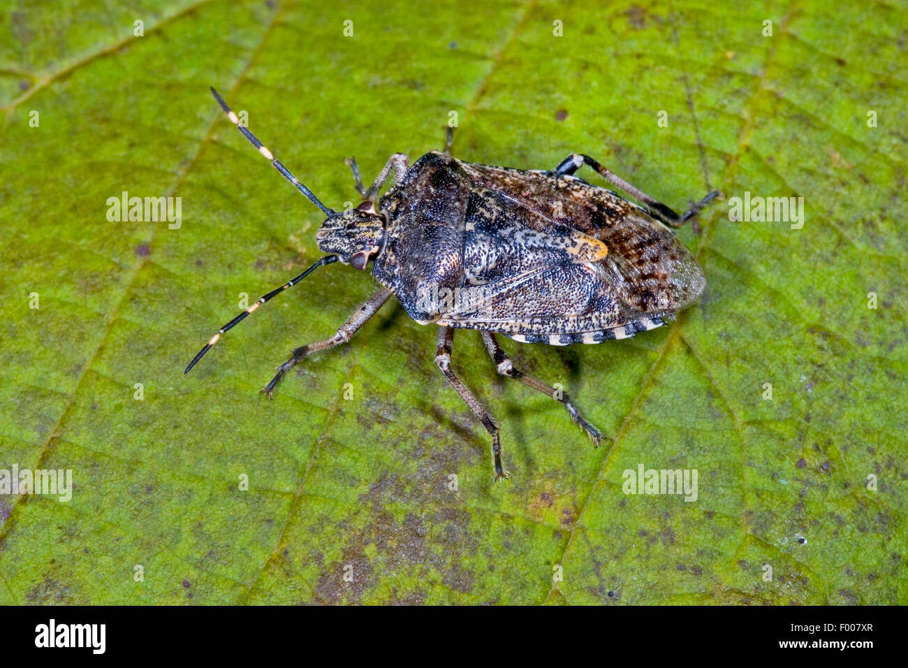 Stink bug, Shield bug (Rhaphigaster nebulosa), sitting on a leaf ...