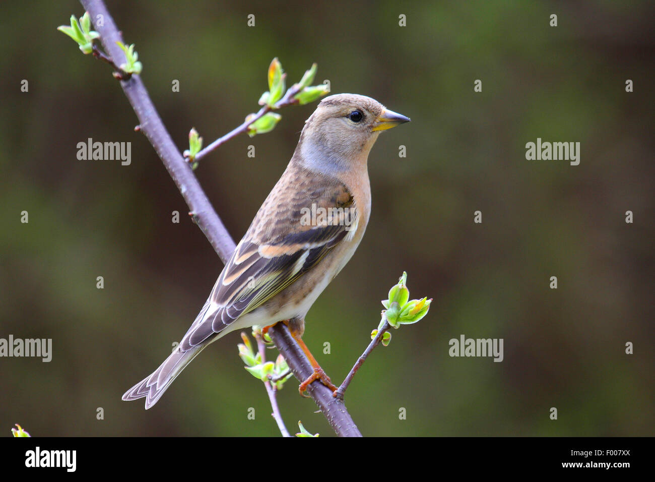 Female brambling hi-res stock photography and images - Alamy