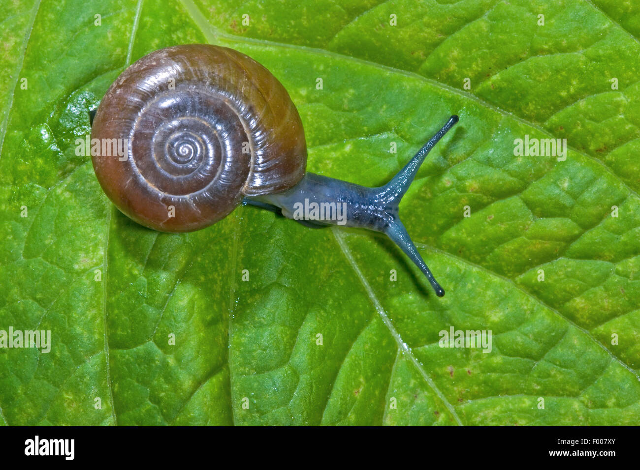 Draparnaud's glass snail, Dark-bodied glass-snail (Oxychilus ...