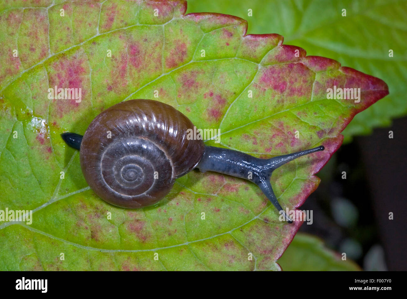 Draparnauds glass snail hi-res stock photography and images - Alamy