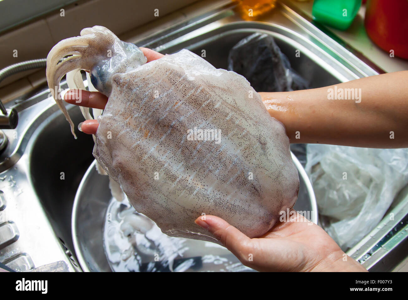 Squid life hi-res stock photography and images - Alamy