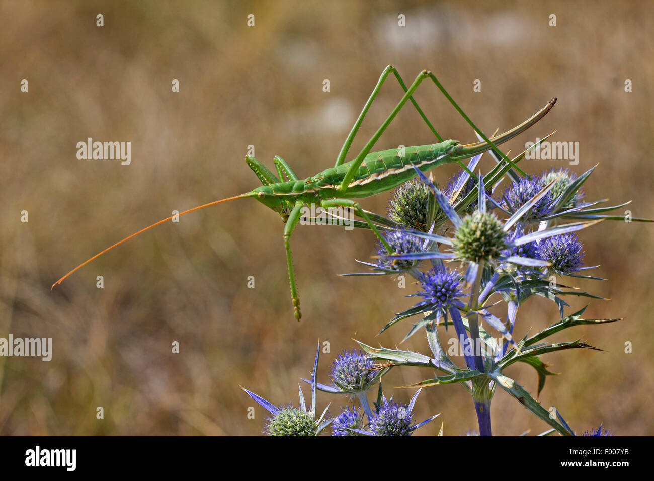 Predatory bush cricket, Predatory bush-cricket, Spiked Magician (Saga ...