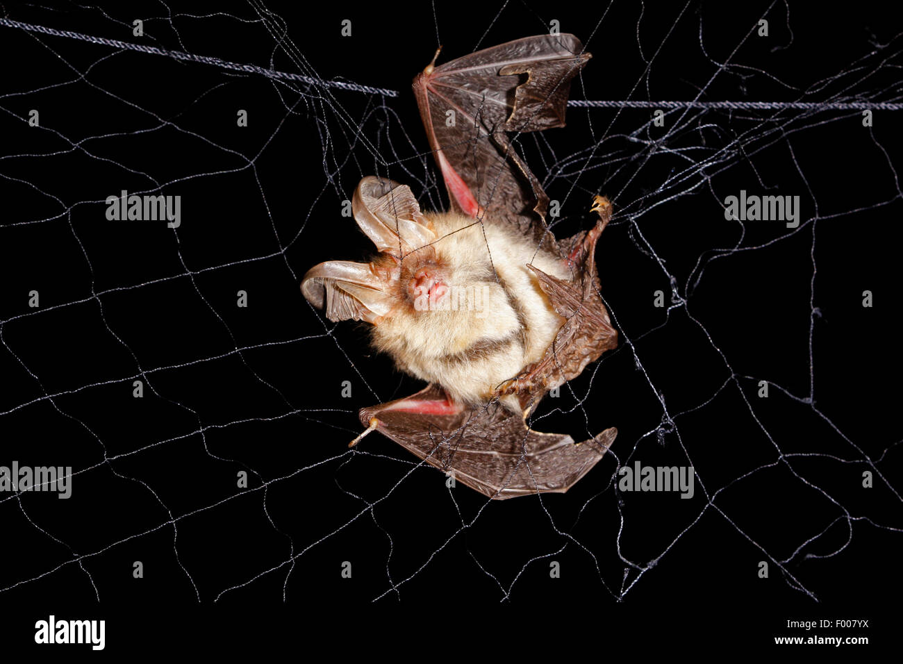 brown long-eared bat, common long-eared bat (Plecotus auritus), caught ...