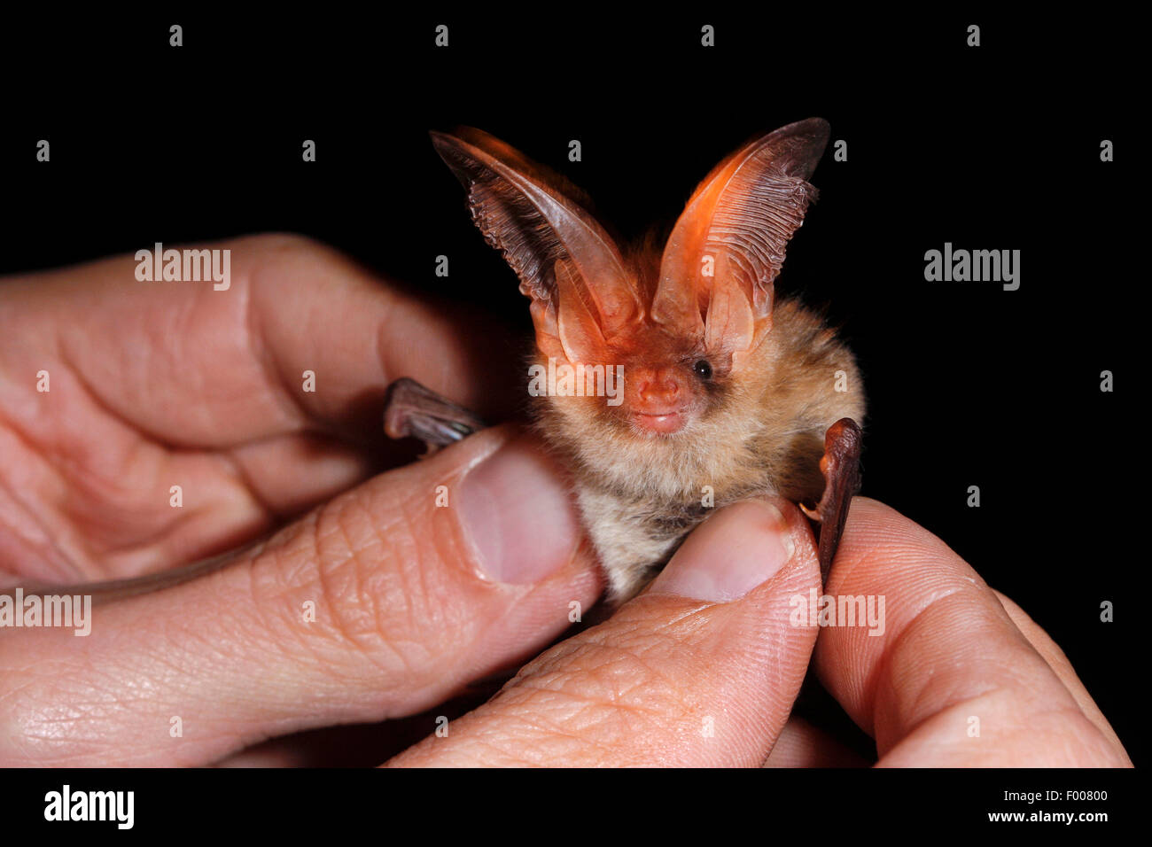 brown long-eared bat, common long-eared bat (Plecotus auritus), in ...