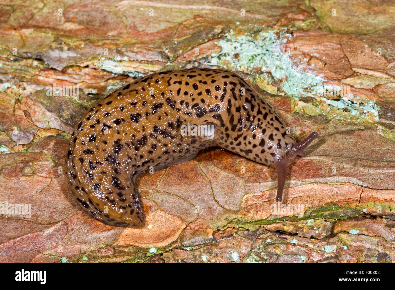 Giant garden slugs hi-res stock photography and images - Alamy