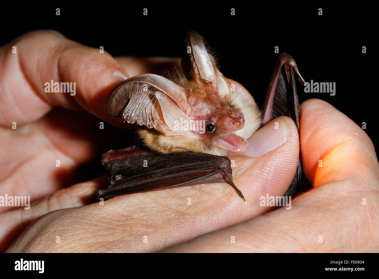 brown long-eared bat, common long-eared bat (Plecotus auritus), in ...