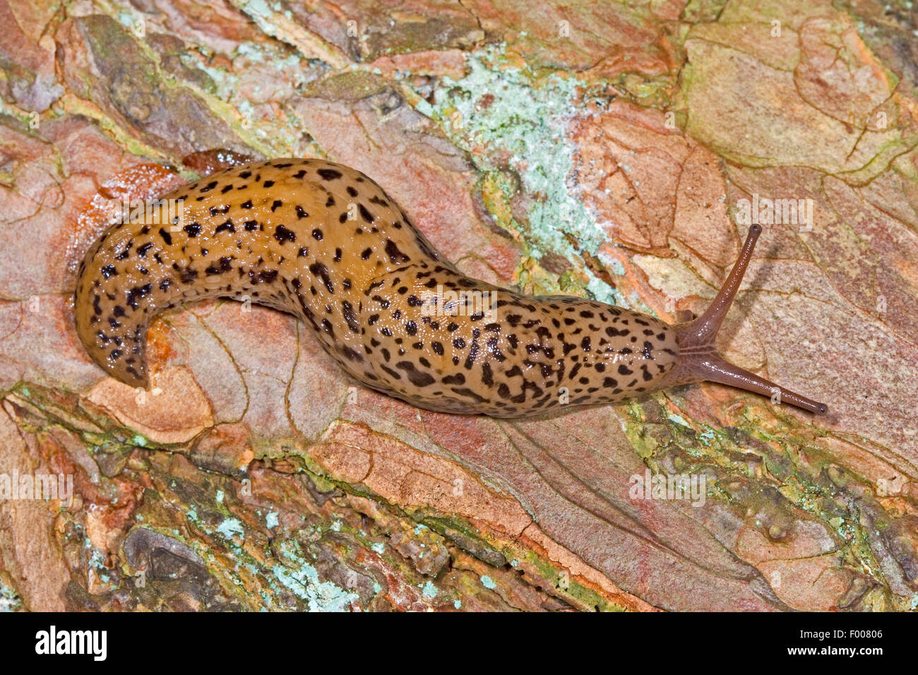 Giant gardenslug, European giant gardenslug, Great grey slug, Spotted ...