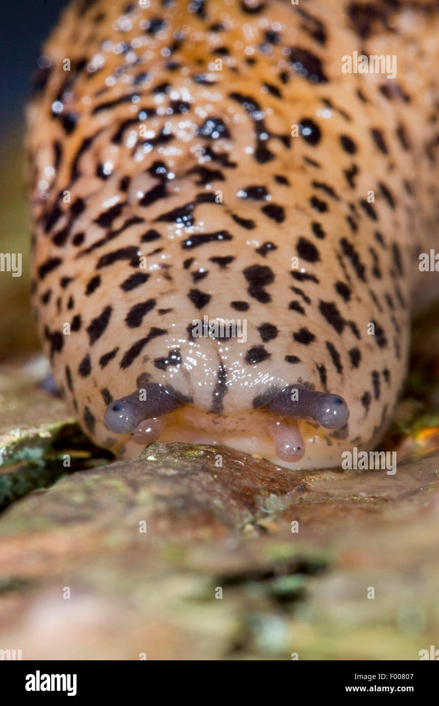 Giant gardenslug, European giant gardenslug, Great grey slug, Spotted ...