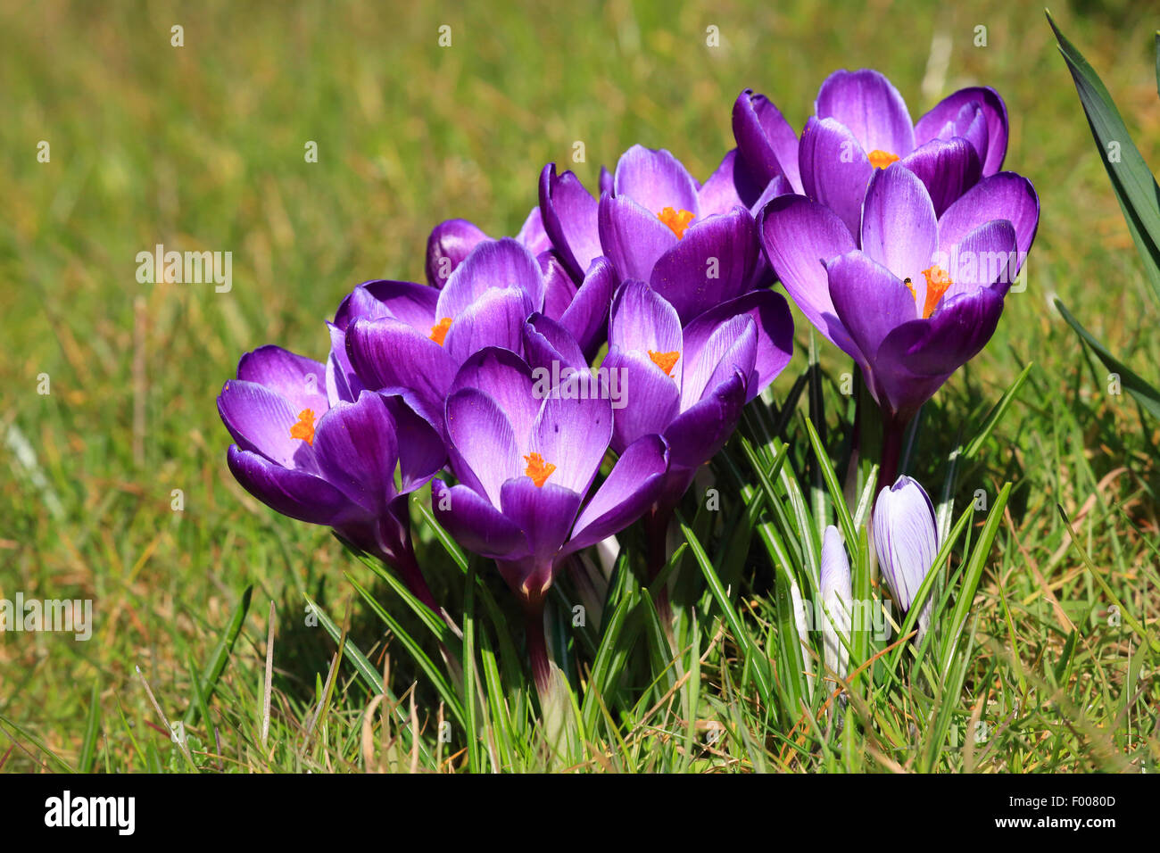 Crocus lawn hi-res stock photography and images - Alamy