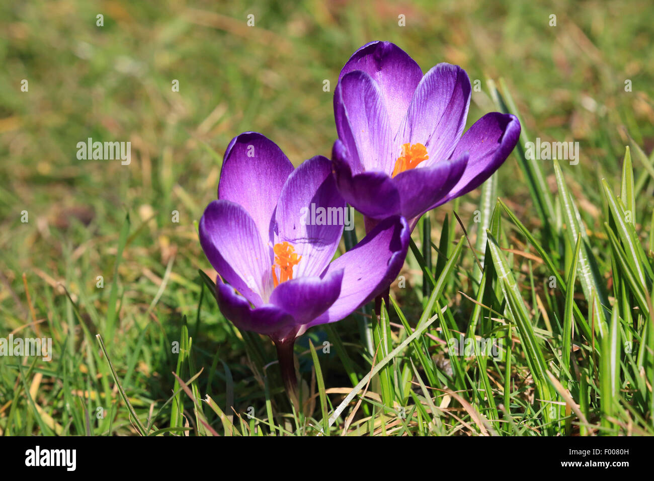 Crocus lawn hi-res stock photography and images - Alamy