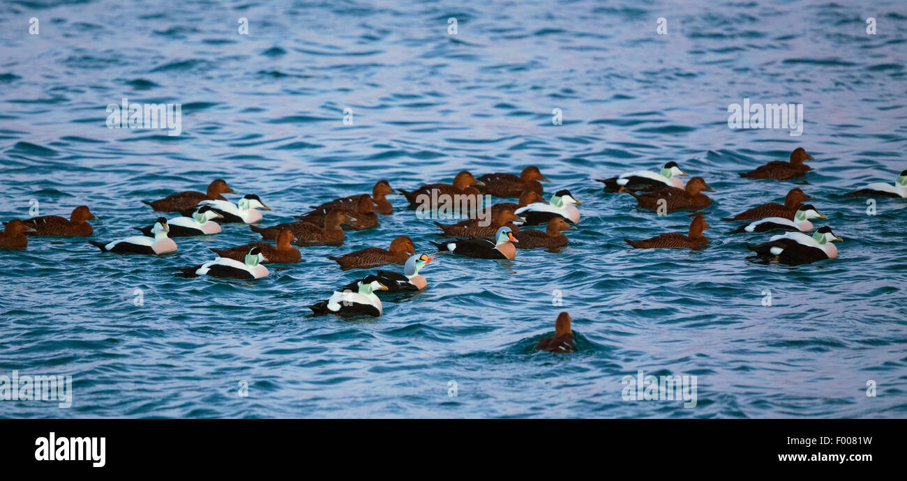 king eider (Somateria spectabilis), several, swimming amongst eiders in ...