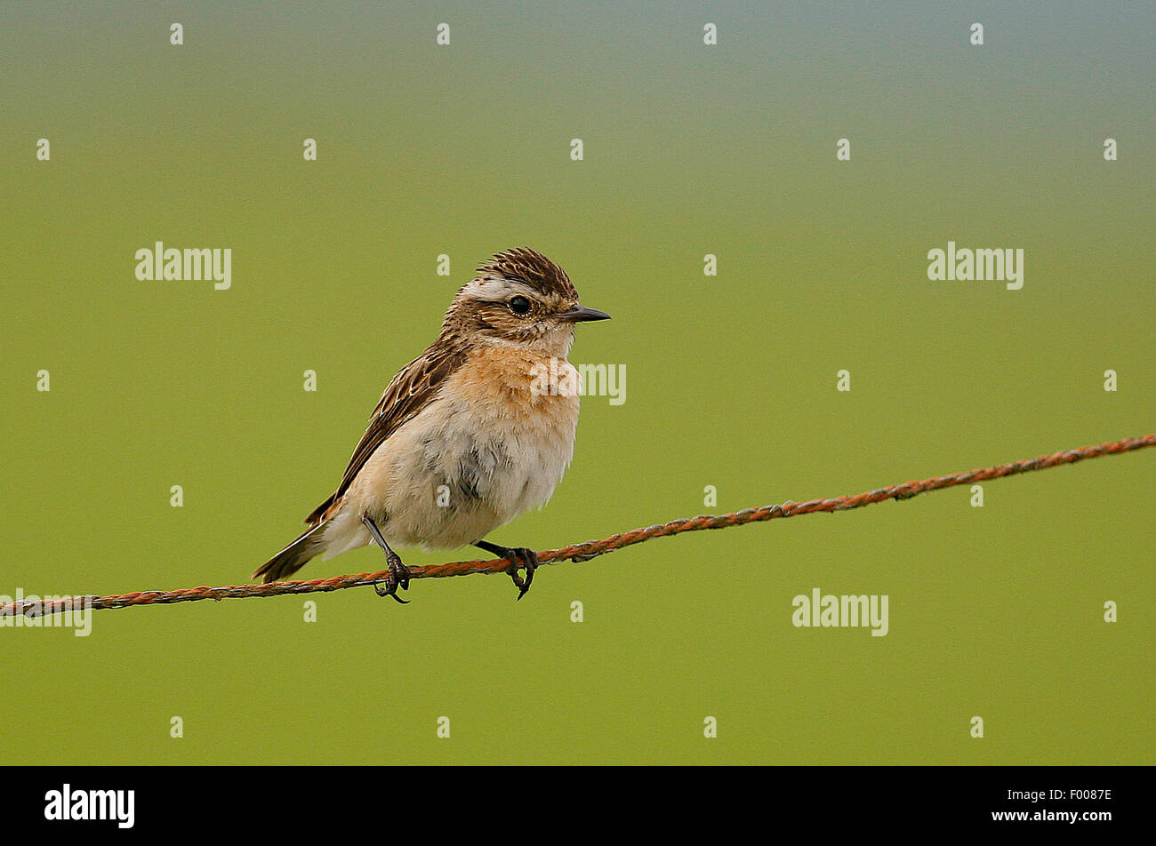whinchat (Saxicola rubetra), female on its outlook, Germany Stock Photo ...