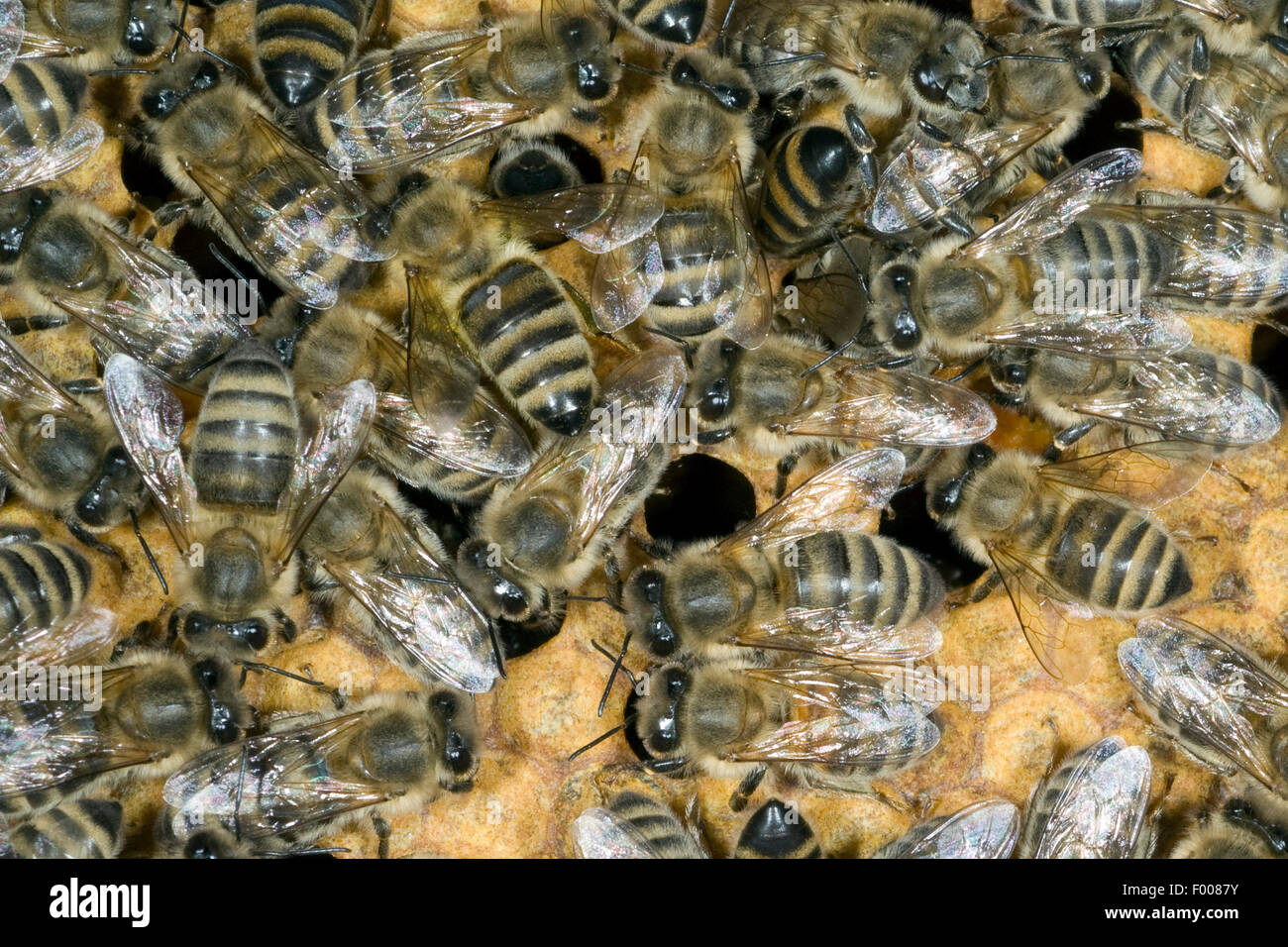 Honigbienen, Biene; Apis; mellifera Stock Photo - Alamy