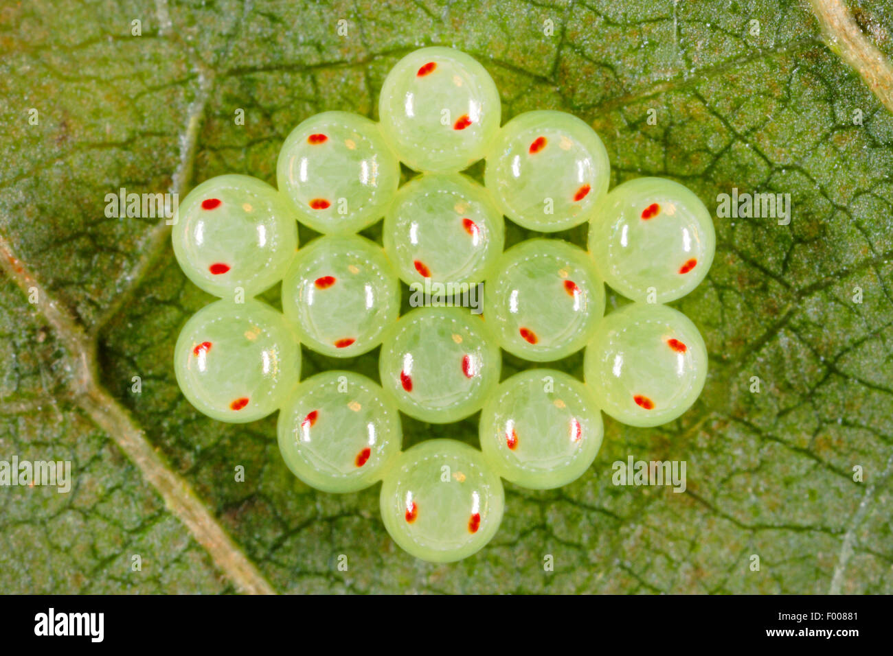 Pentatomidae Eggs Stock Photos & Pentatomidae Eggs Stock Images - Alamy