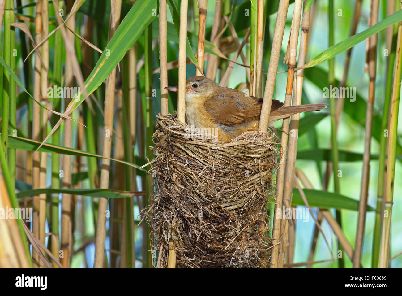 great reed warbler (Acrocephalus arundinaceus), nest in reed with ...