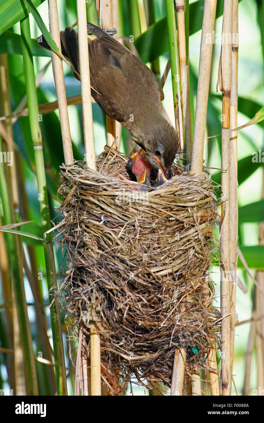 Adult feeding at nest hi-res stock photography and images - Alamy