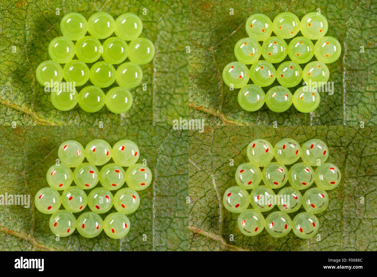 Green shield bug, Common green shield bug (Palomena prasina), eggs ...