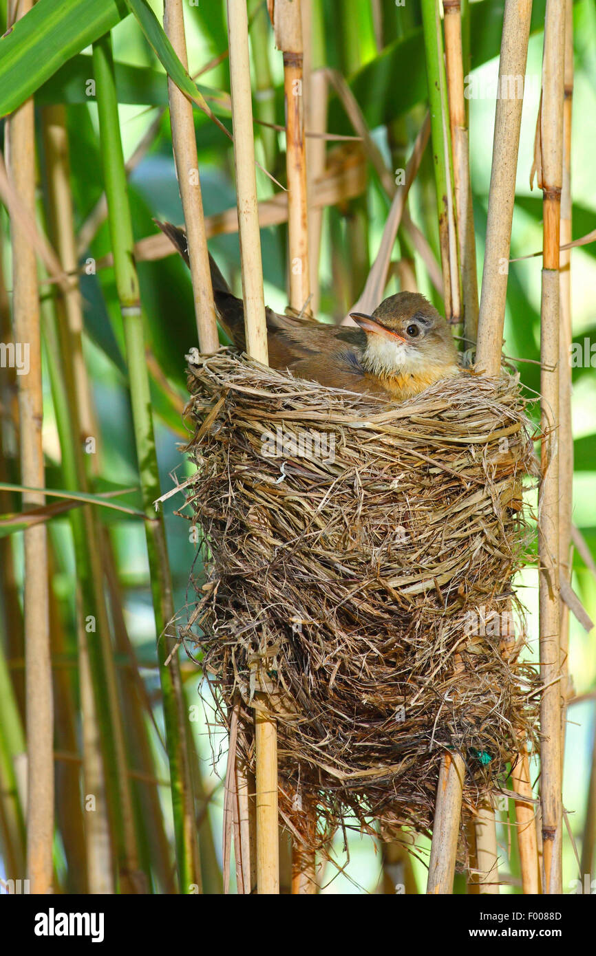 Adult in on nest hi-res stock photography and images - Alamy