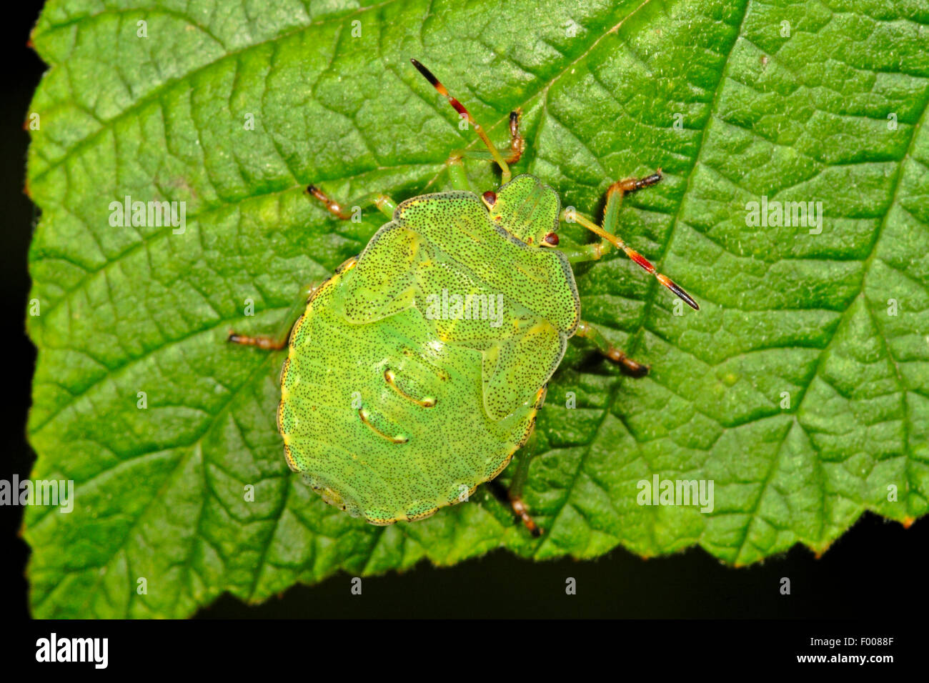 Green shield bug, Common green shield bug (Palomena prasina), nymph ...