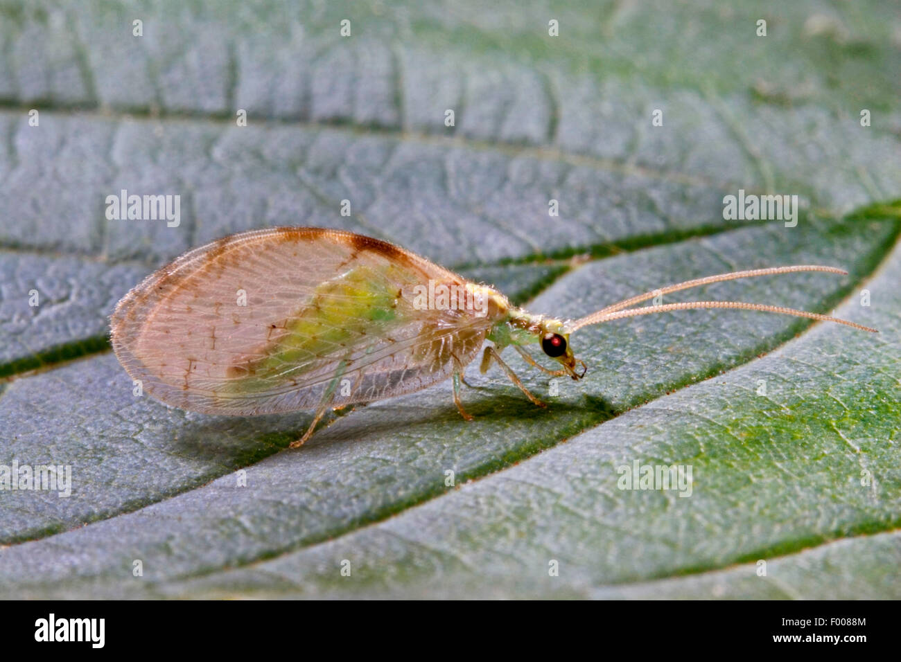 Hemerobiidae brown lacewings hi-res stock photography and images - Alamy