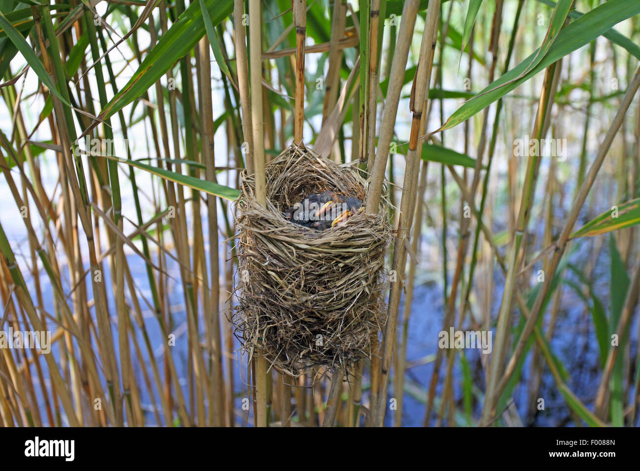 Juvenile reed warbler hi-res stock photography and images - Alamy