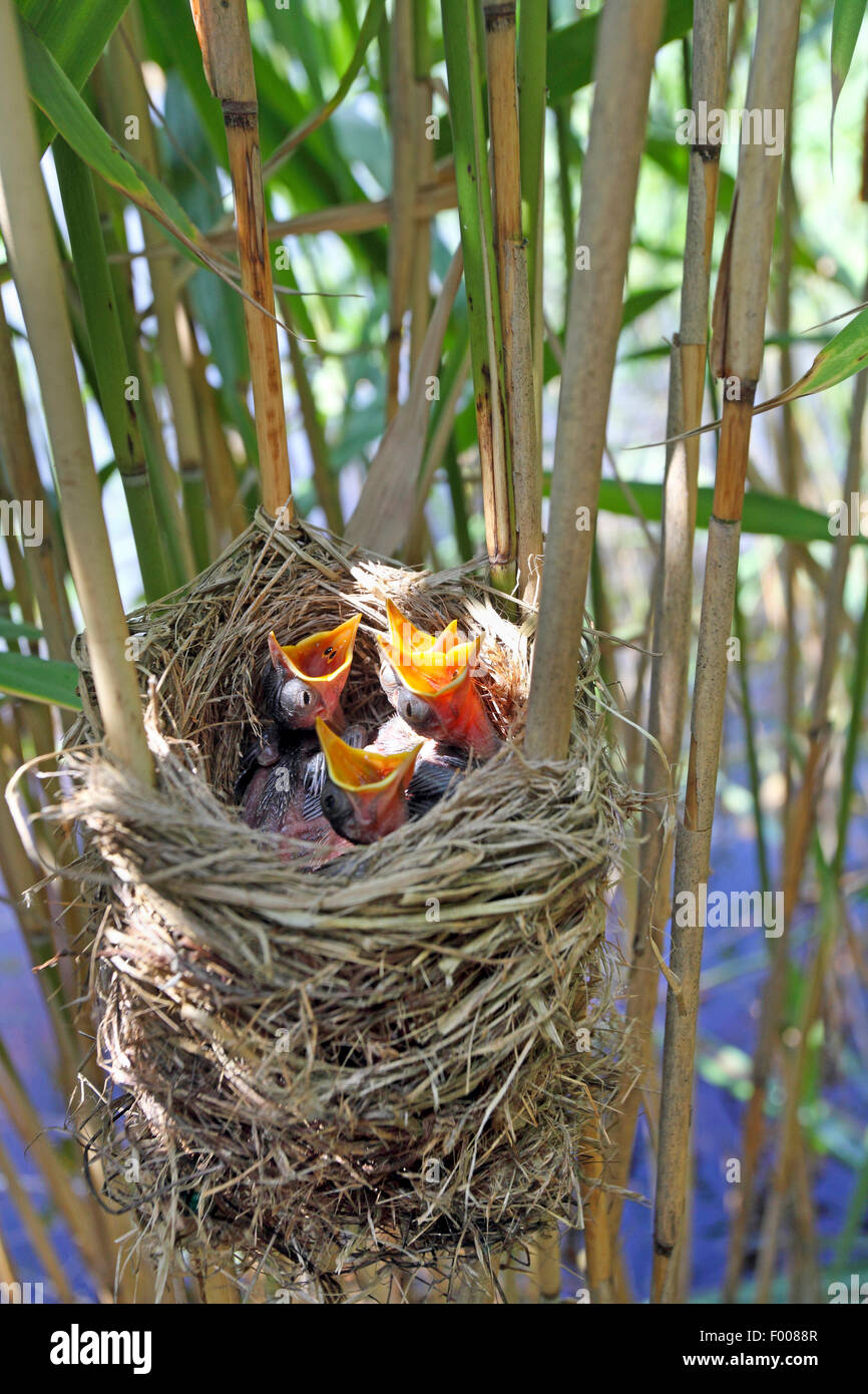 great reed warbler (Acrocephalus arundinaceus), chicks in the nest in ...