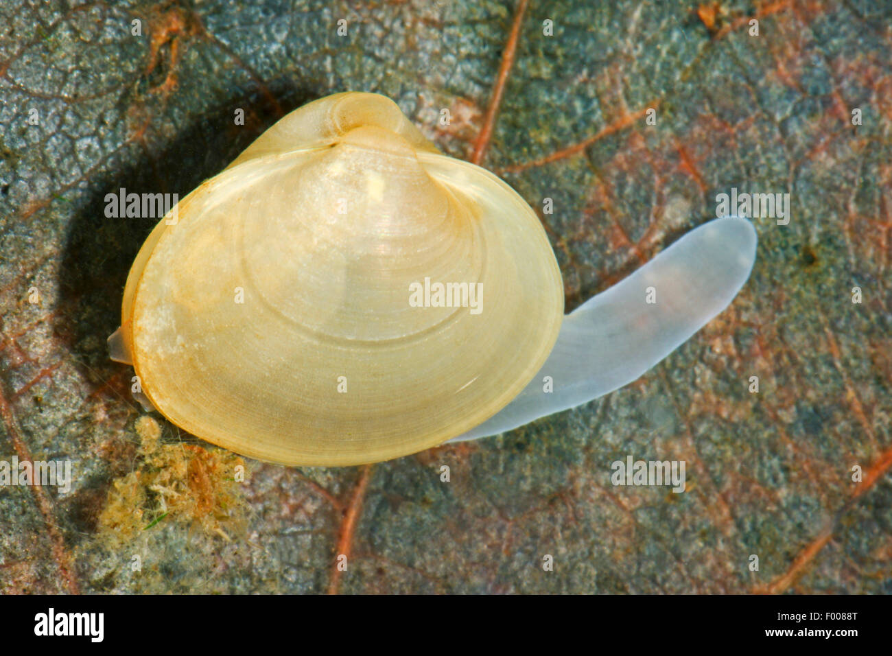 Sphaeriidae hi-res stock photography and images - Alamy