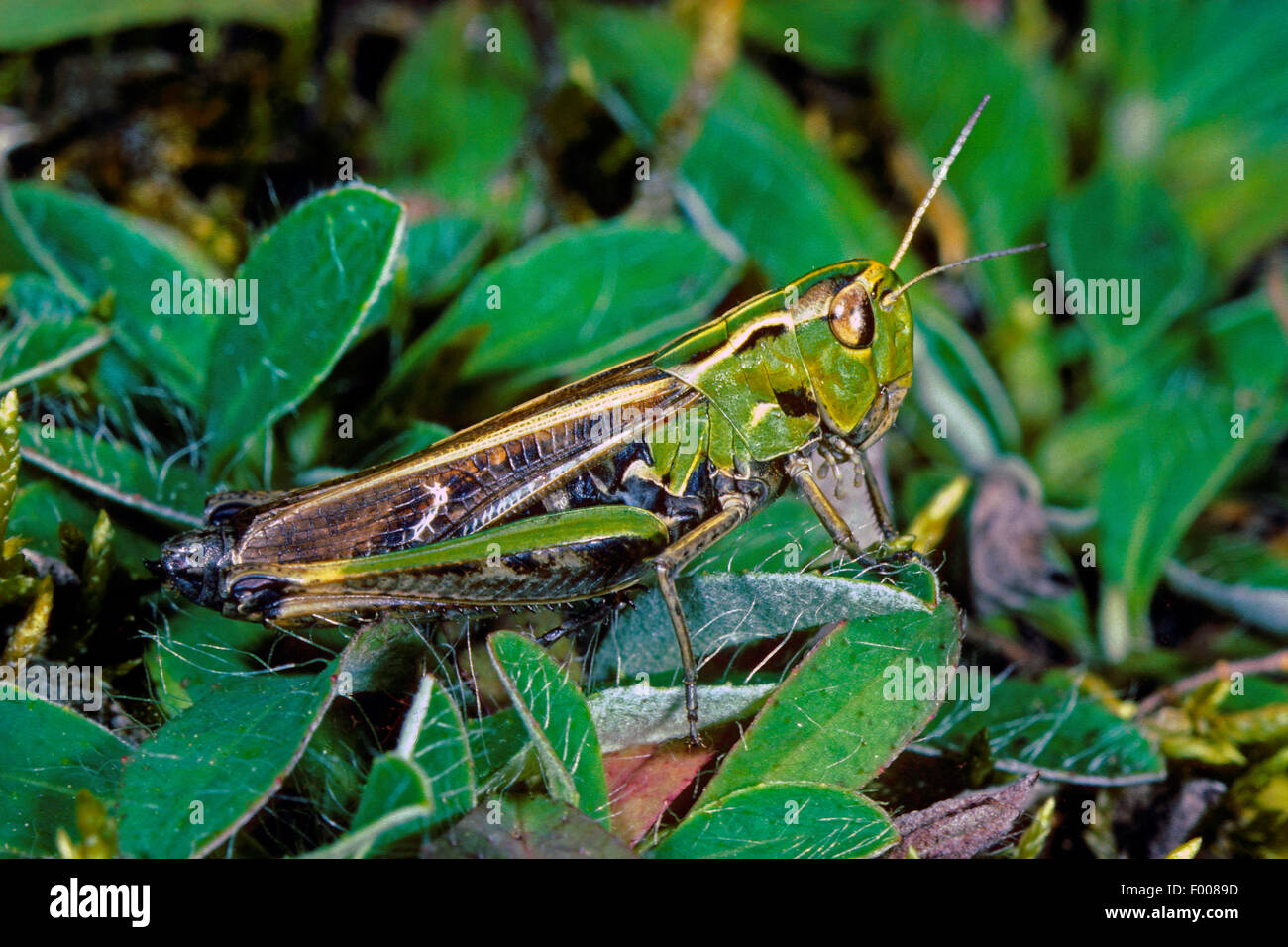 stripe-winged grasshopper, lined grasshopper (Stenobothrus lineatus ...