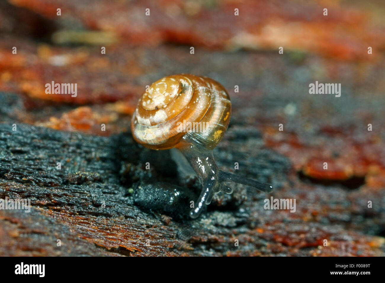 Brown Hive Snail, Tawny Glass Snail (Euconulus fulvus, Euconulus ...