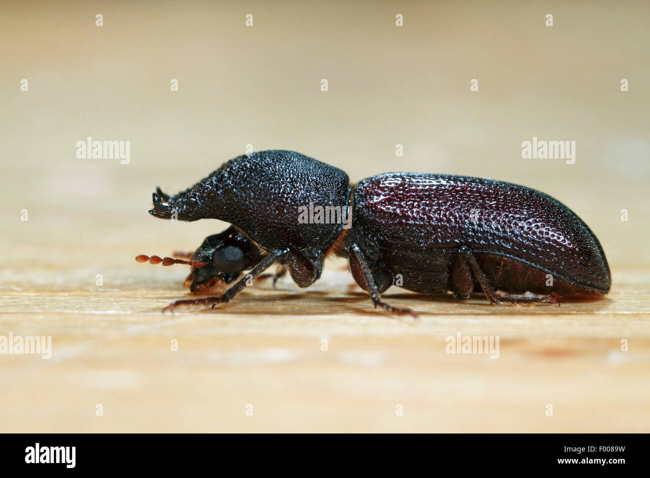 Powderpost beetle bostrychoplites cornutus hi-res stock photography and ...