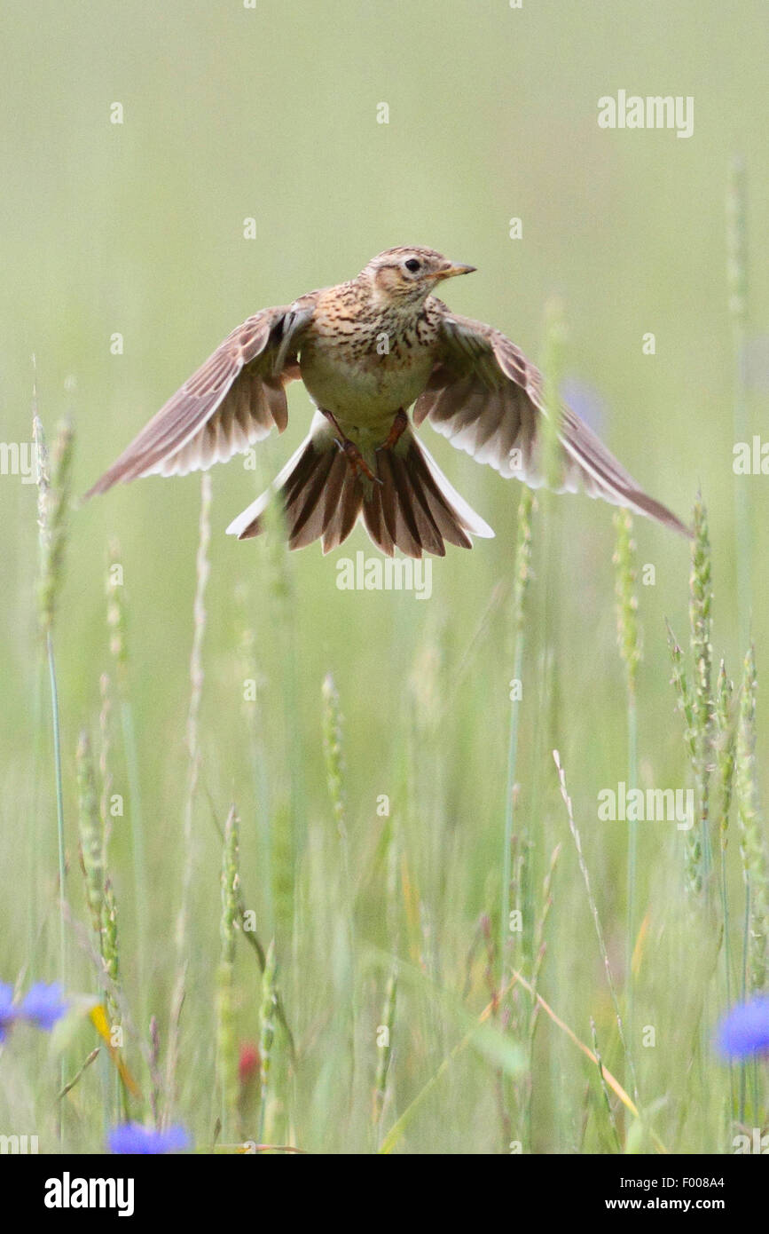 Eurasian sky lark (Alauda arvensis), in flight above a field, Germany ...