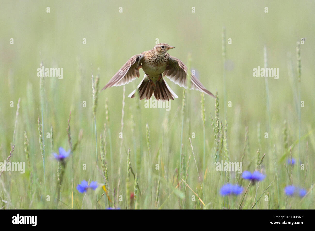 Lark Flies High Resolution Stock Photography and Images - Alamy