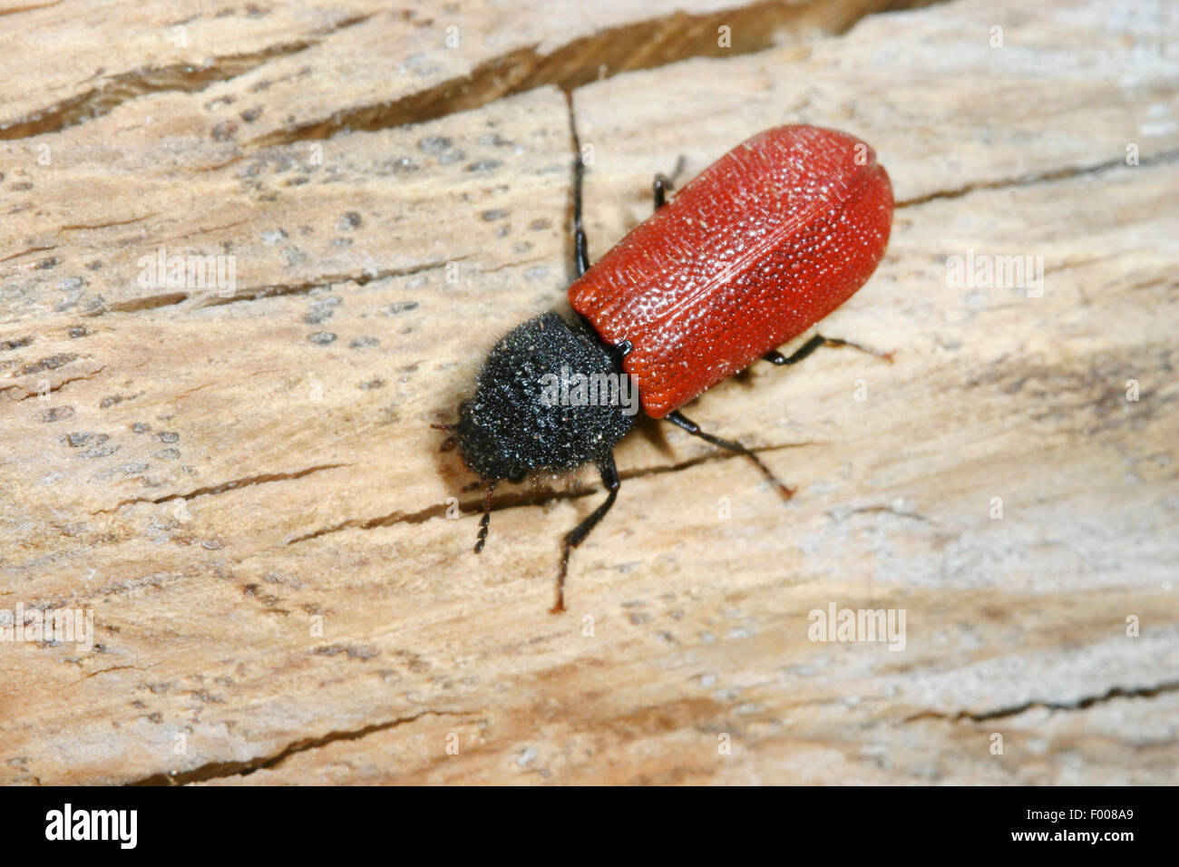 Bostrichidae hi-res stock photography and images - Alamy