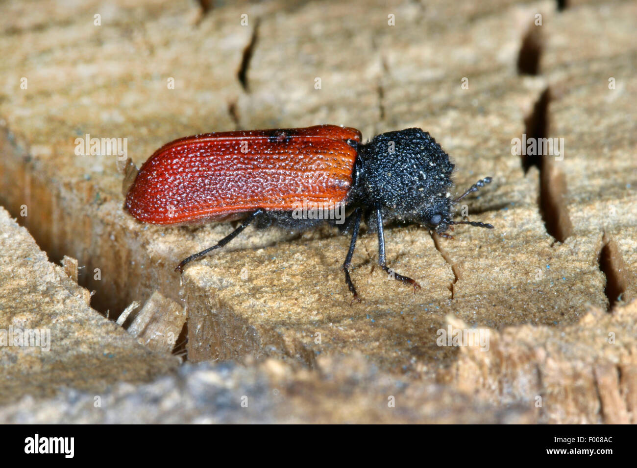 Capuchin beetle, Auger beetle, False powderpost beetle, Horned ...
